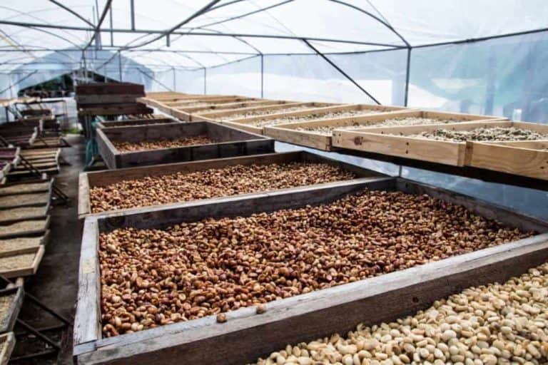 Coffee Processing 101: A Beginner's Guide