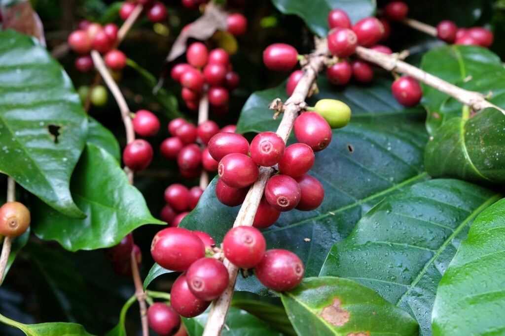 Thailand Coffee: Everything You Need to Know