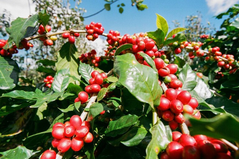Hot Stuff or All Hype: Geisha Coffee from Panama