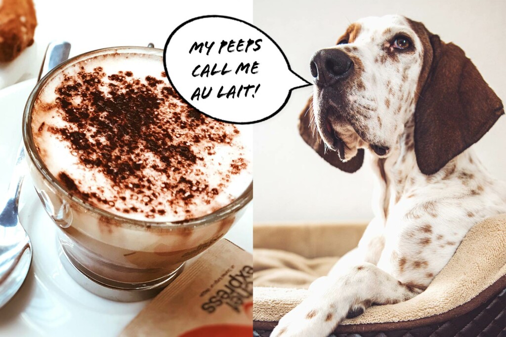 101 Coffee Names for Dogs: Which One Will You Pick?