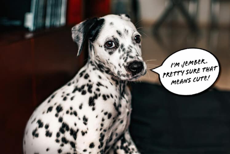 101 Coffee Names for Dogs: Which One Will You Pick?