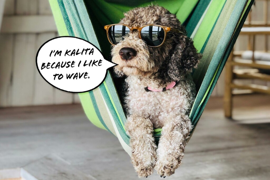101 Coffee Names for Dogs: Which One Will You Pick?