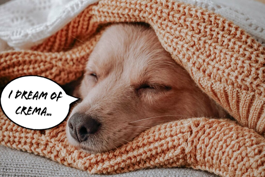 101 Coffee Names for Dogs: Which One Will You Pick?