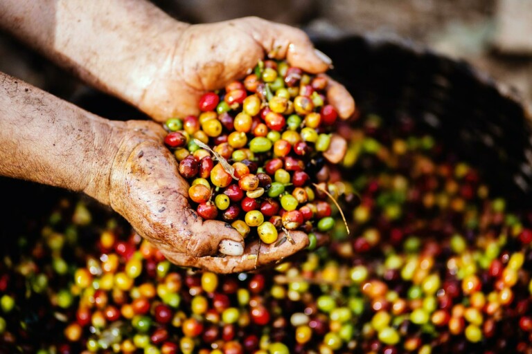 Peruvian Coffee: A Complete Guide to Peru Coffee Beans