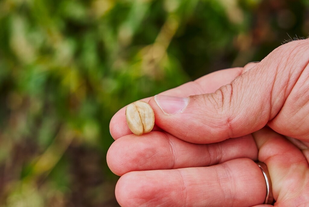 How to Choose Coffee Beans: Expert Guide for Home Brewing 2025