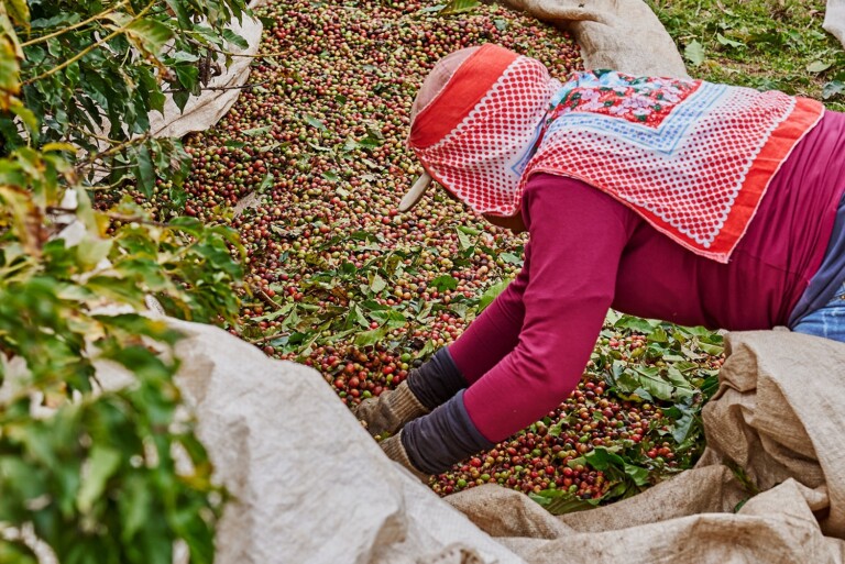 Kaffeeaufbereitung: So wird Kaffee hergestellt