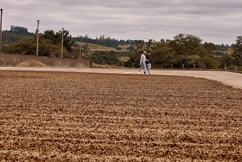 Coffee Processing 101: A Beginner's Guide