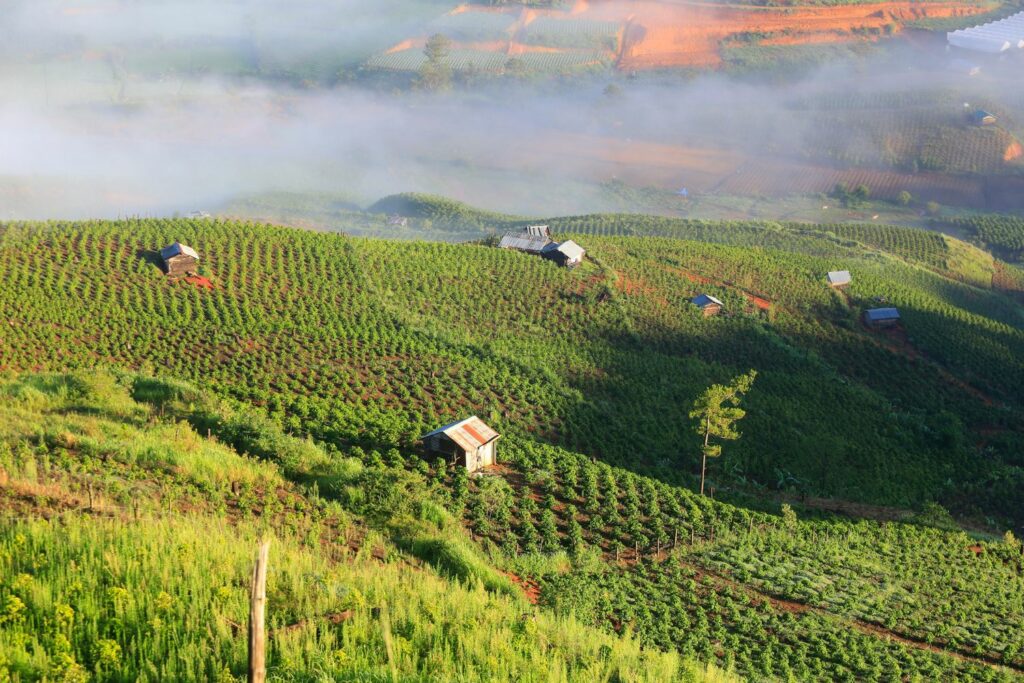 What Is Caturra Coffee?