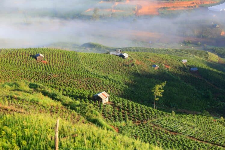 What Is Caturra Coffee?