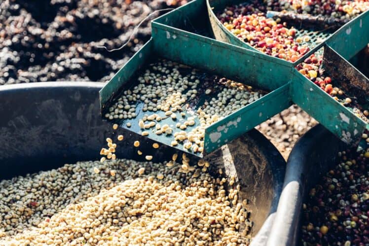Coffee Processing 101: A Beginner's Guide
