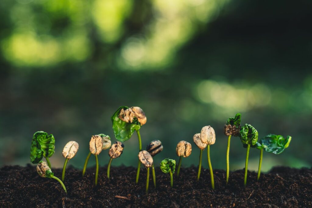How to Grow Coffee Beans at Home