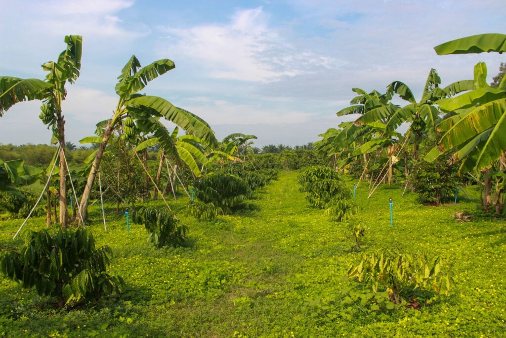Thailand Coffee: Everything You Need to Know